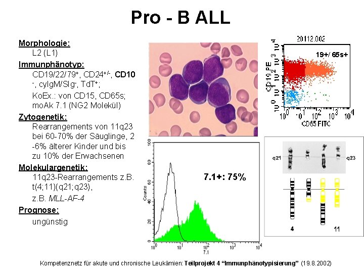 Pro B ALL Morphologie L 2 L 1