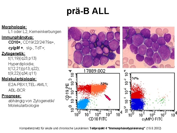 Pro B ALL Morphologie L 2 L 1
