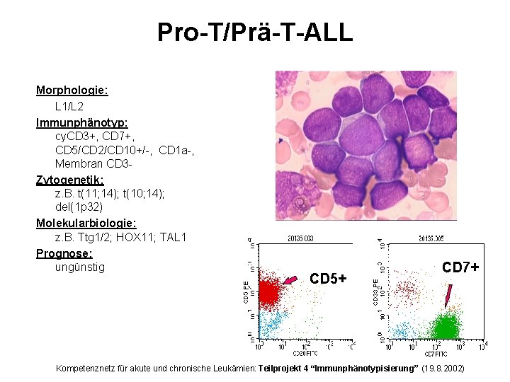 Pro B ALL Morphologie L 2 L 1