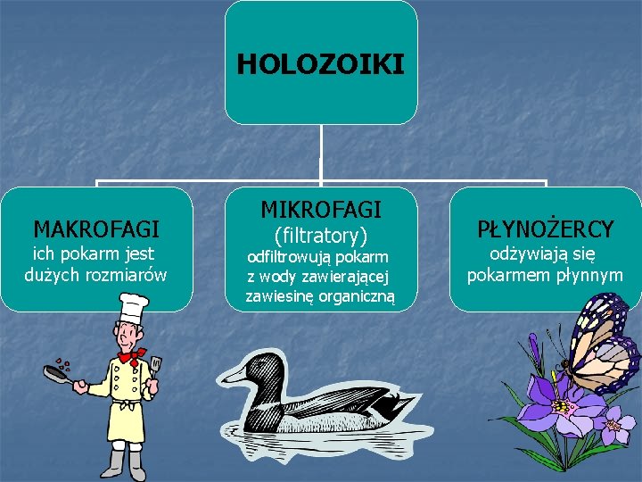BUDOWA I FUNKCJONOWANIE UKADU POKARMOWEGO CZOWIEKA Biologia Karolina