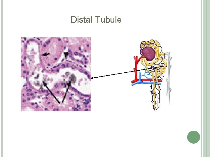 URINE FORMATION IN THE NEPHRON 9 2 Formation