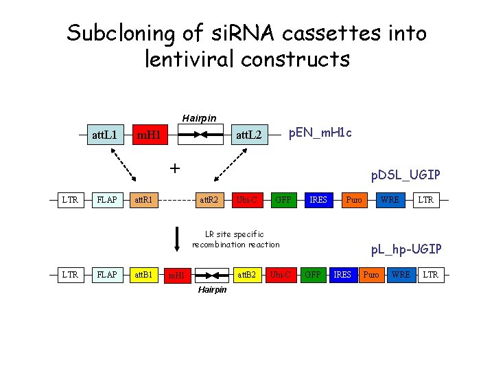 RNA Interference Iain Fraser Model for RNAi mechanism