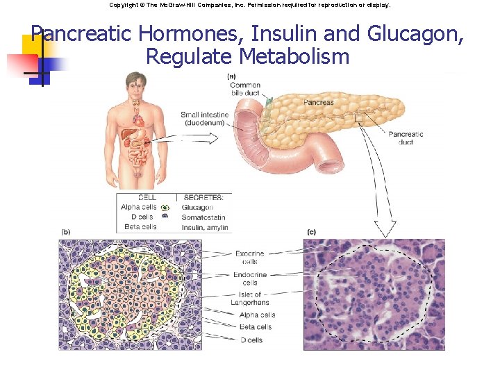 The Endocrine Pancreas Regulation of Carbohydrate Metabolism Copyright