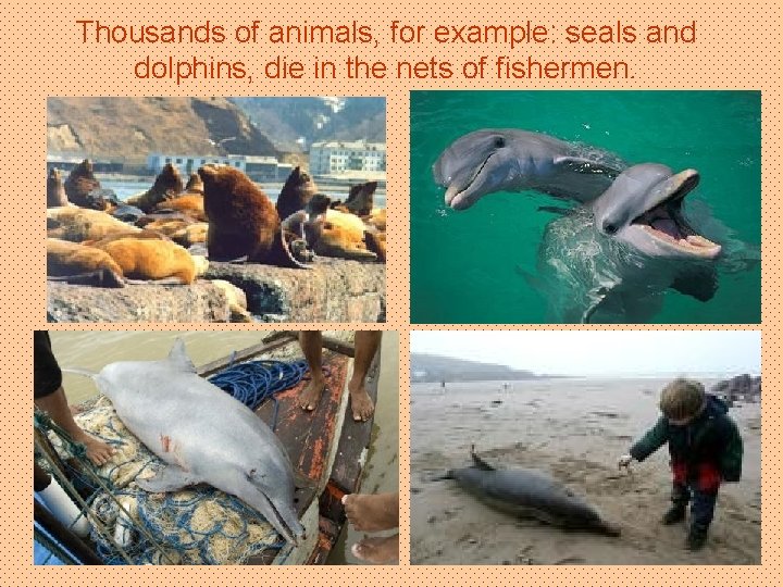 vocabulary names of animals habitats reading reasons why