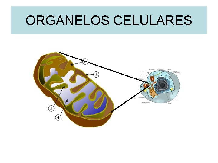 NIVELES DE ORGANIZACIN DE LOS SERES VIVOS PARTICULAS