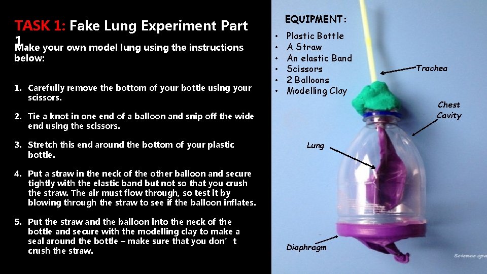 Lung Trauma By Dr Ben Siggers and Jason
