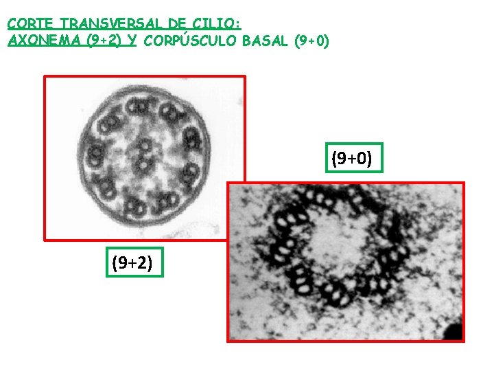 HIALOPLASMA CITOESQUELETO ESTRUCTURAS Y ORGNULOS CELULARES HIALOPLASMA O