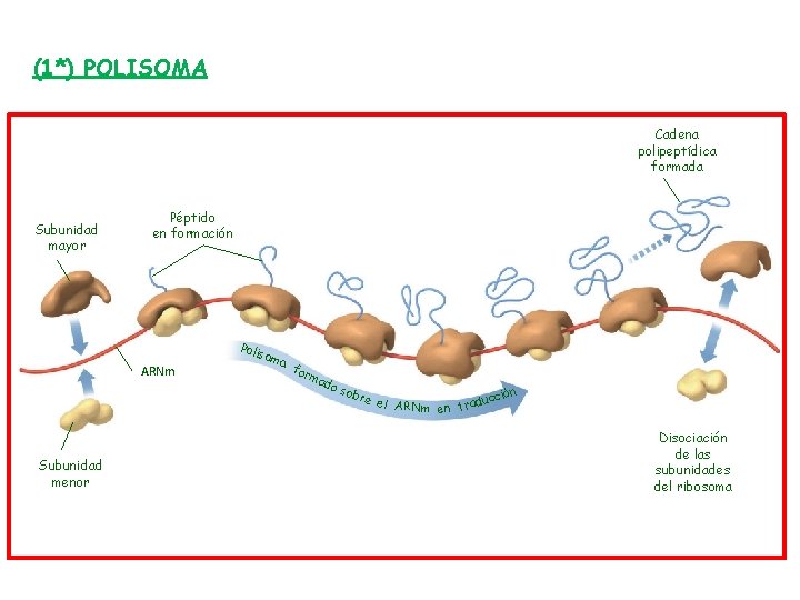 HIALOPLASMA CITOESQUELETO ESTRUCTURAS Y ORGNULOS CELULARES HIALOPLASMA O