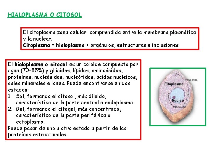HIALOPLASMA CITOESQUELETO ESTRUCTURAS Y ORGNULOS CELULARES HIALOPLASMA O