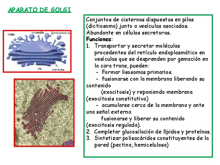 HIALOPLASMA CITOESQUELETO ESTRUCTURAS Y ORGNULOS CELULARES HIALOPLASMA O