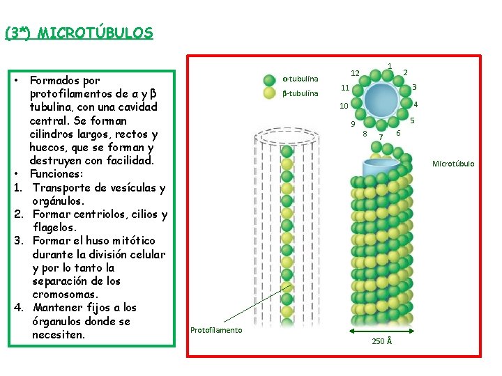 HIALOPLASMA CITOESQUELETO ESTRUCTURAS Y ORGNULOS CELULARES HIALOPLASMA O