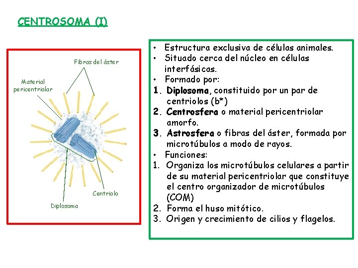 HIALOPLASMA CITOESQUELETO ESTRUCTURAS Y ORGNULOS CELULARES HIALOPLASMA O