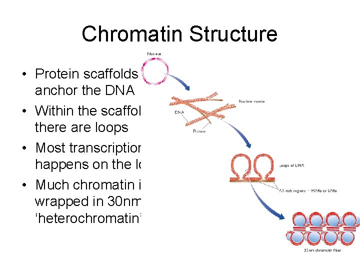 Transcription Biology Review Bios 691 Systems Biology January
