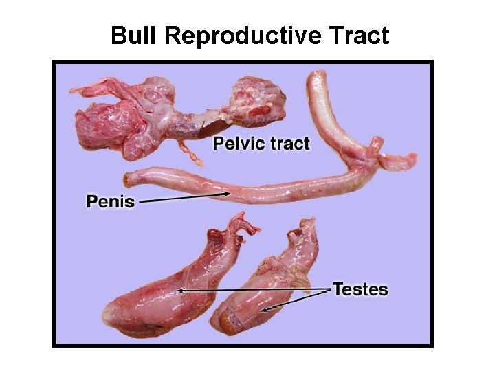 AnimalDairy Science 434 Male Reproductive Tract Anatomy Learning