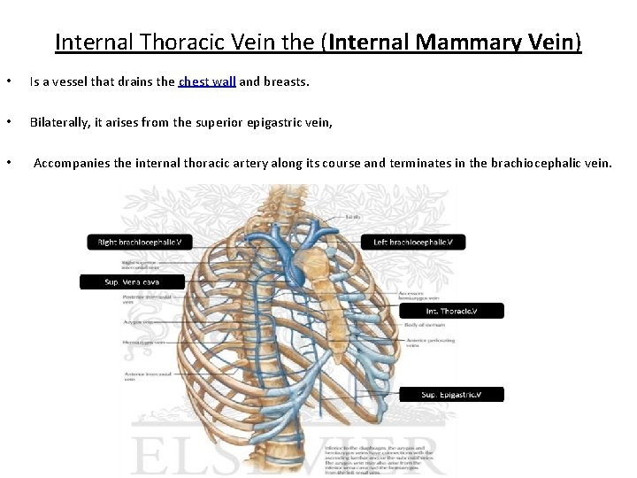 Seminar topic Venous drainage of thoracic wall Lim