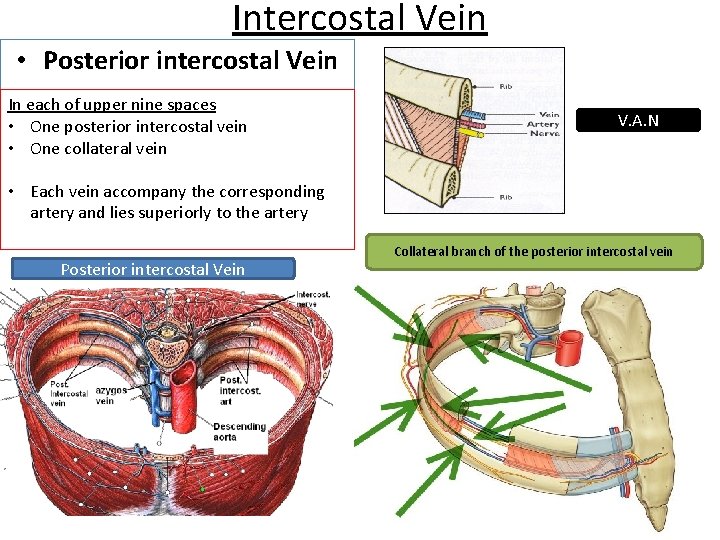 Seminar topic Venous drainage of thoracic wall Lim