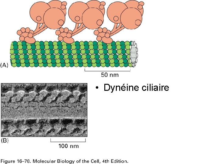 IV Cils et flagelles Mouvement du flagelle et