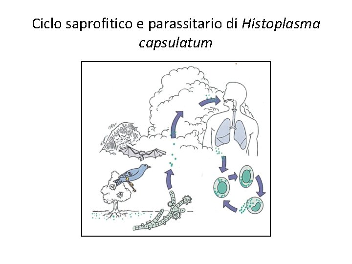 MICETI classificazione lieviti muffe I lieviti le muffe