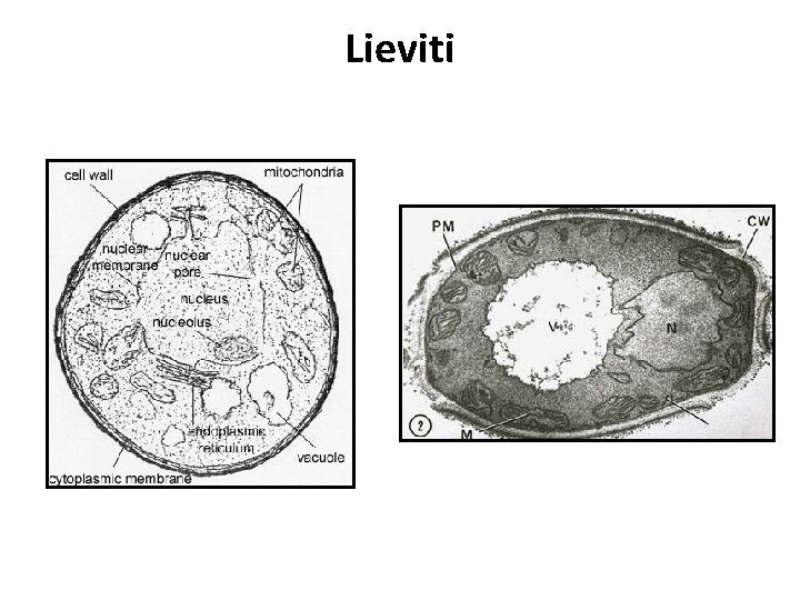 MICETI classificazione lieviti muffe I lieviti le muffe
