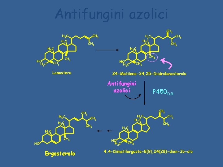 MICETI classificazione lieviti muffe I lieviti le muffe