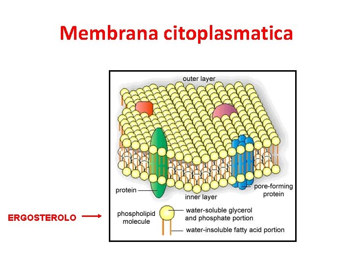 MICETI classificazione lieviti muffe I lieviti le muffe