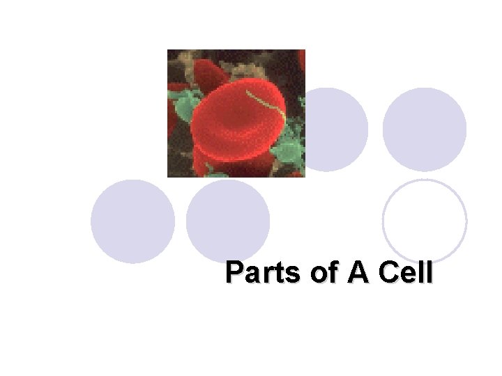 Parts of A Cell Grade 5 l The