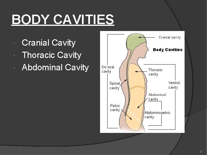 Introduction Structure Support The Skeletal Muscular and Integumentary