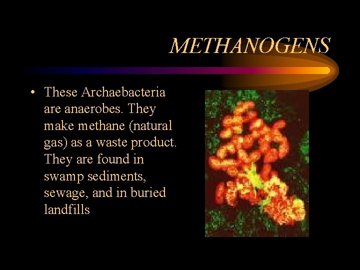 Bacteria Classification and Structure What are the 6