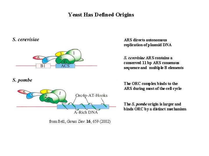 Yeast Has Defined Origins ARS directs autonomous replication