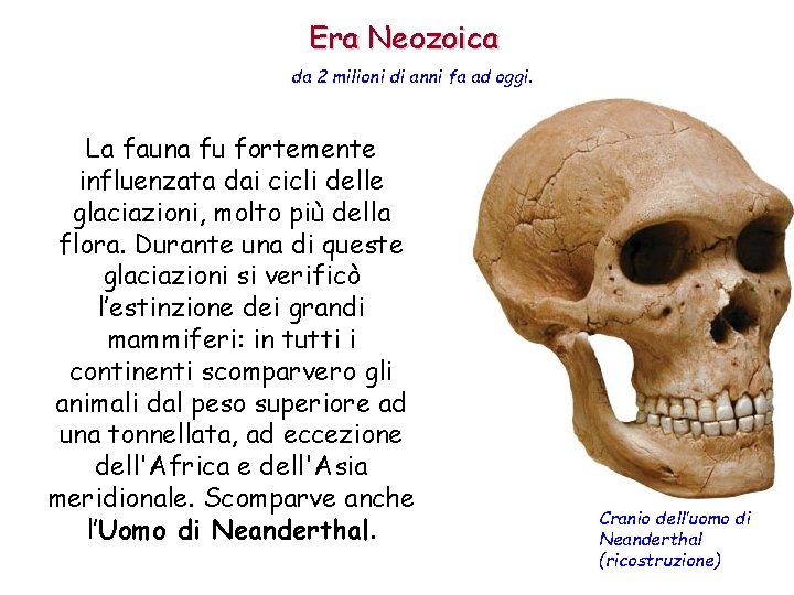 Le Ere Geologiche La Storia della Vita sulla