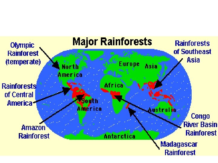 Our Disappearing Rainforests What Shall We Save Destruction