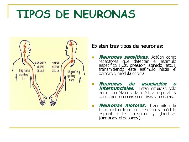 SISTEMA NERVIOSO SISTEMA NERVIOSO n n n Controla