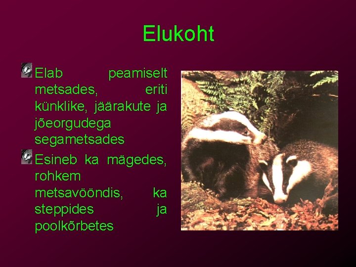 Mger Meles meles Kaur Aare Saar Karl Kiur