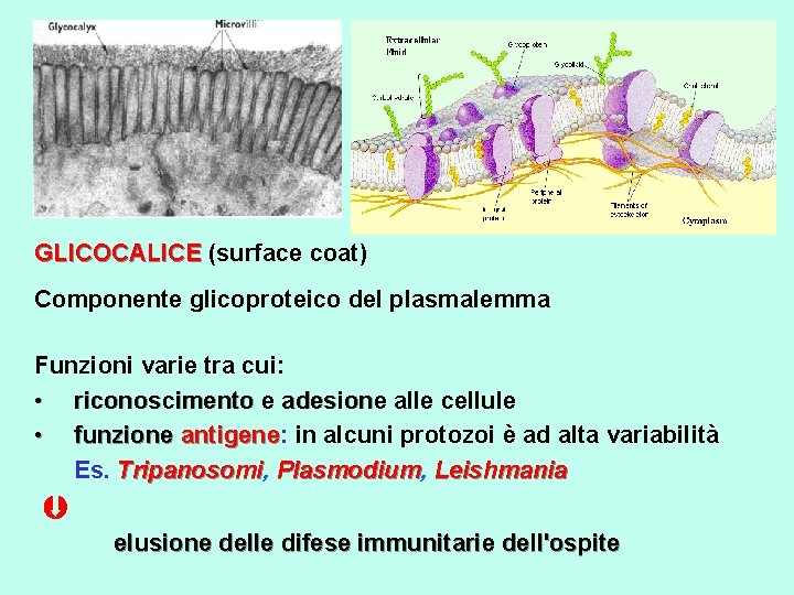 Protozoi Protozoi Microrganismi unicellulari eucariotici privi di parete