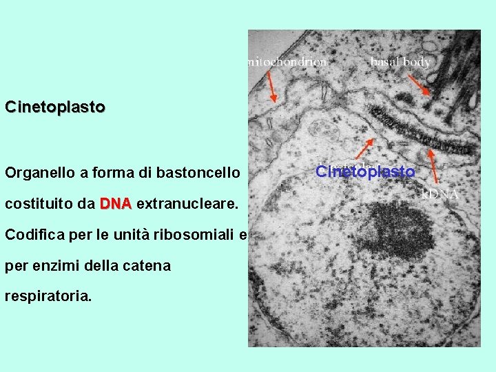 Protozoi Protozoi Microrganismi unicellulari eucariotici privi di parete