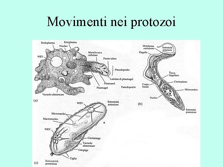 Protozoi Protozoi Microrganismi unicellulari eucariotici privi di parete
