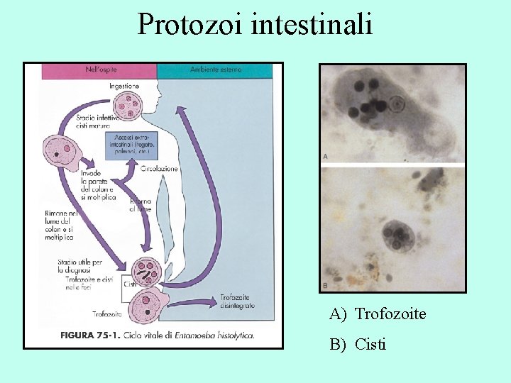 Protozoi Protozoi Microrganismi unicellulari eucariotici privi di parete