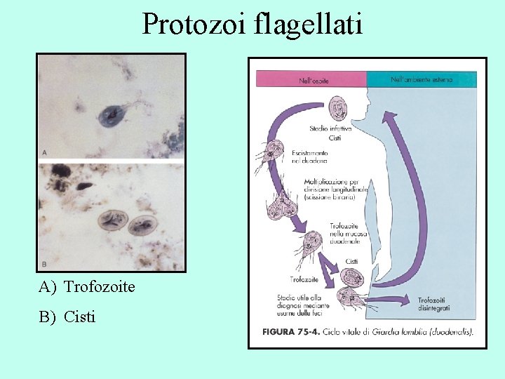 Protozoi Protozoi Microrganismi unicellulari eucariotici privi di parete