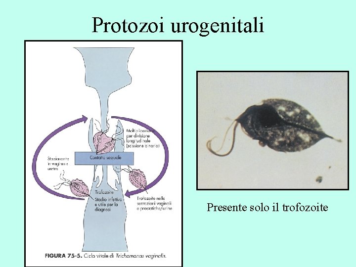 Protozoi Protozoi Microrganismi unicellulari eucariotici privi di parete
