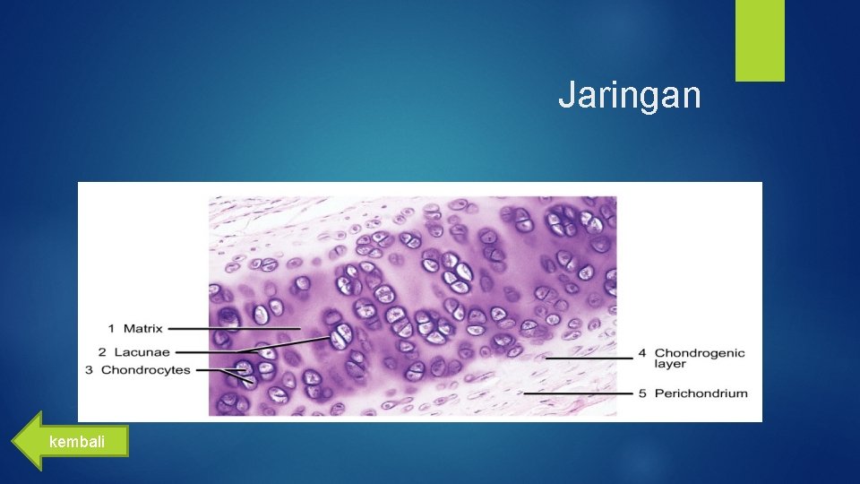 SISTEM GERAK MANUSIA TULANG DAN TULANG RAWAN SISTEM