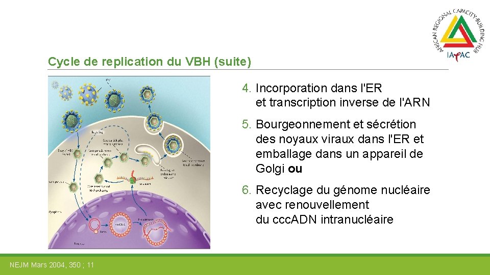 Gestion clinique du VHB NOM DU OU DES