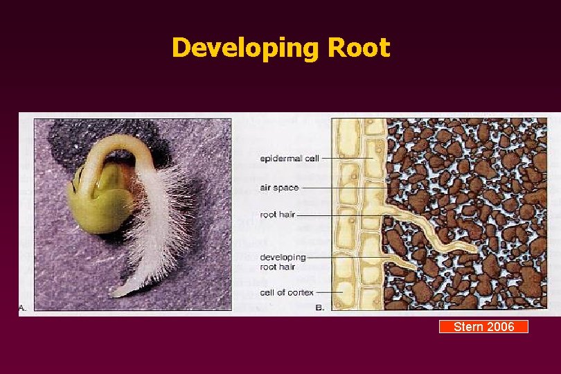 ROOTS The Hidden Secrets of Plants by John