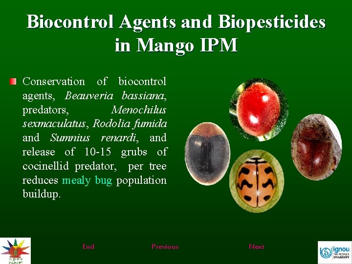 Biocontrol Agents and Biopesticides in Mango IPM Next