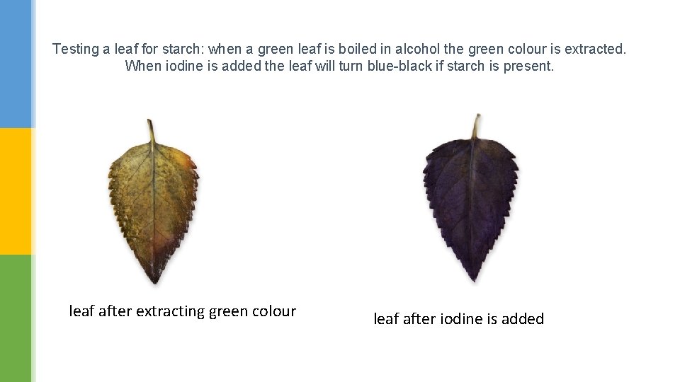 Exploring how plants make food Aseel Samaro Introduction