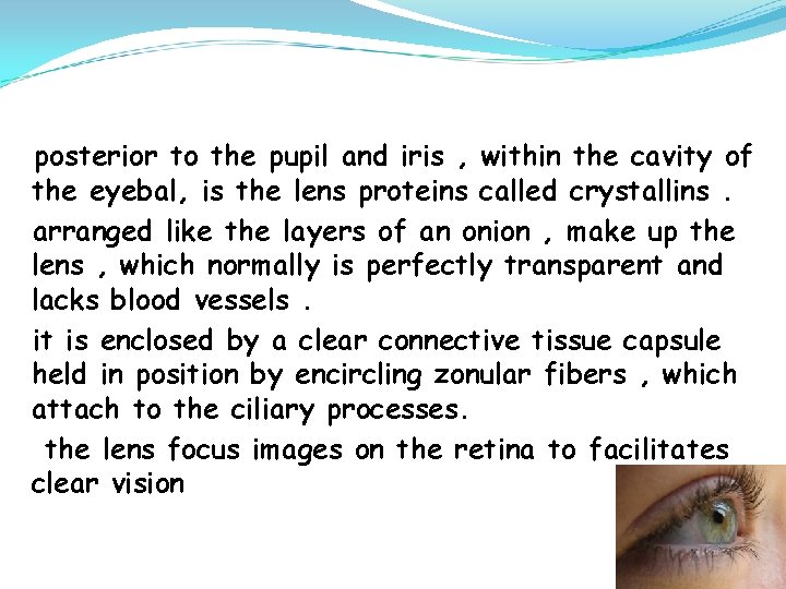 posterior to the pupil and iris within the