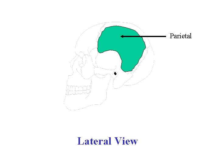 Agenda Bones of the Axial Skeleton Parts of
