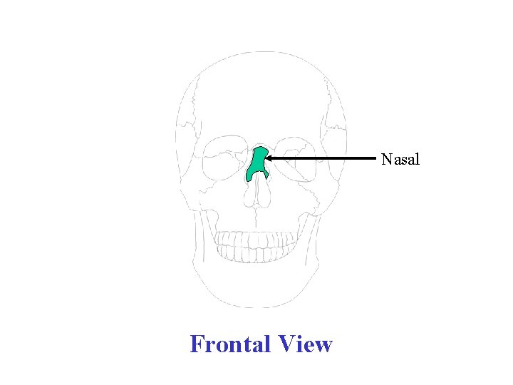Agenda Bones of the Axial Skeleton Parts of
