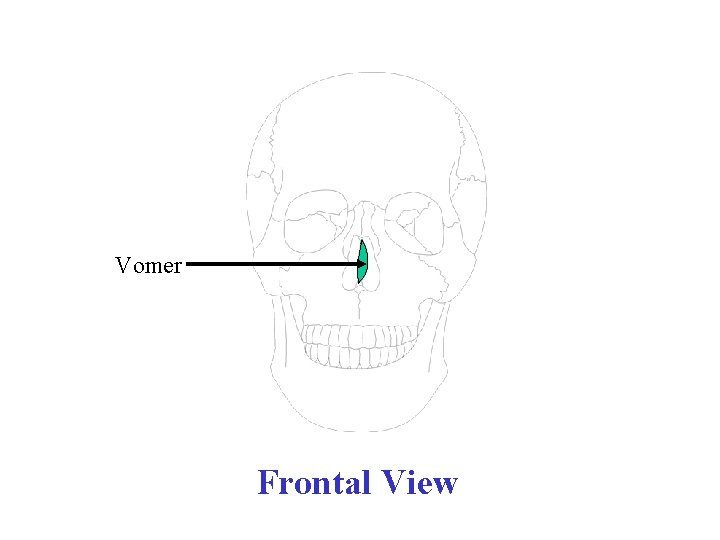 Agenda Bones of the Axial Skeleton Parts of