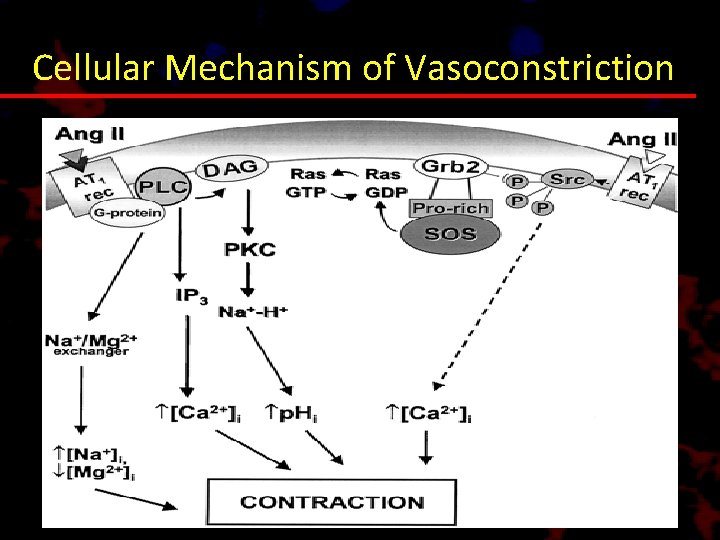 Vascular mechanism of hypertension Mohammad Saifur Rohman MD