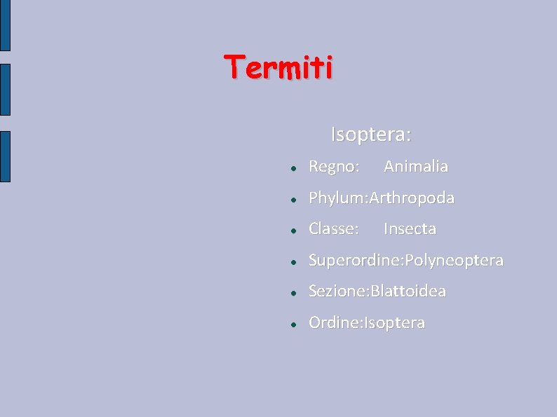 Termiti Isoptera Regno Animalia Phylum Arthropoda Classe Superordine